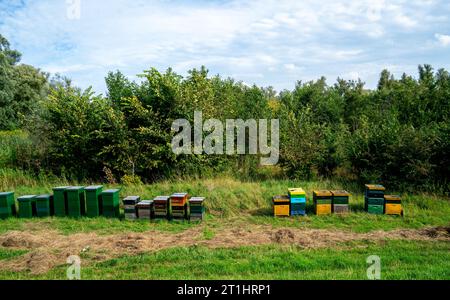 Large collection of bee hives in a meadow Stock Photo - Alamy