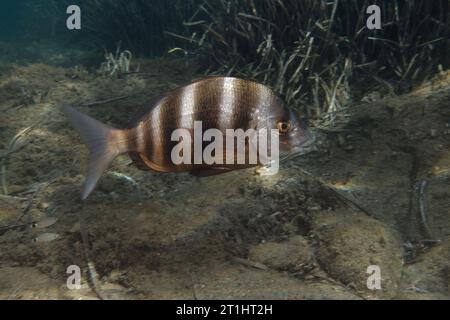Zebra sea bream (Diplodus cervinus Stock Photo - Alamy