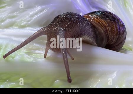 Snail, gastropod mollusk with a spiral shel Stock Photo - Alamy