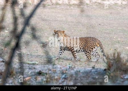 A leopard sitting in a stalking position on the buffer area of ...