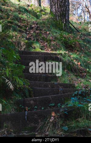 Old rustic steps in the woods Stock Photo - Alamy
