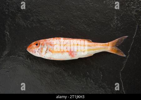 A raw red mullet, mullus surmuletus, caught in the English Channel ...