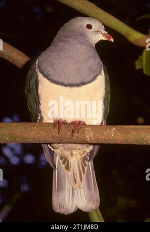 The spotted imperial pigeon (Ducula carola) is a species of bird in the ...