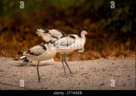 Water bird pied avocet, Recurvirostra avosetta, standing in the water ...