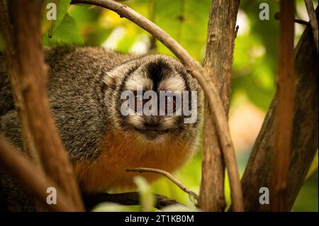 Bolivian Night Monkey Aotus azarae boliviensis Stock Photo - Alamy