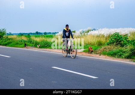 kash flower and rural west bengal india Stock Photo - Alamy