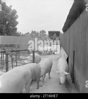 Cattle Market- Everyday Life at Cattle Markets in Kent, England, UK ...