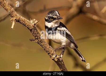 A western black-headed batis in the Omo Valley Stock Photo - Alamy