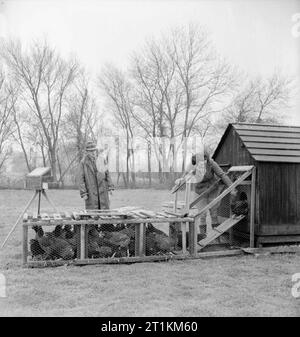 How To Keep Poultry- Advice To Chicken Keepers, UK, 1944 A Land Girl ...