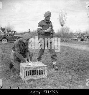 Commando signallers of the British Army prepare to release a carrier ...