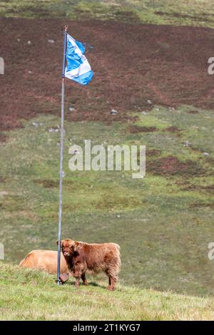 Highland cattle and Scottish flag and a calf, Isle Of Arran, Firth of ...