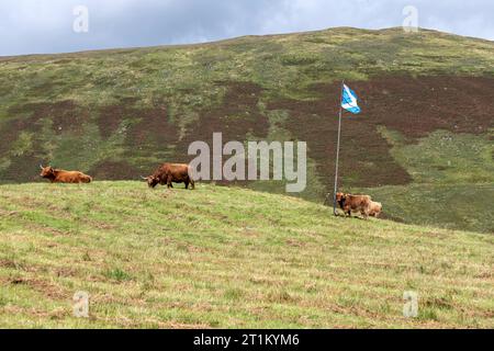 Highland cattle and Scottish flag and a calf, Isle Of Arran, Firth of ...