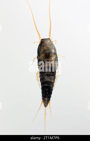 Silverfish (Lepisma saccharina), adult. Isolated on a black background ...