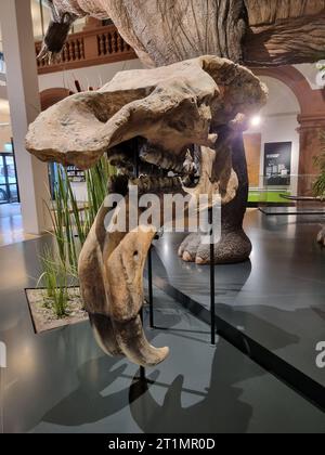 Jurassic Elephant and sloth exhibit Stock Photo - Alamy