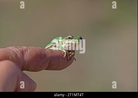 Green tree frog (Hylea orientalis) on the finger Stock Photo - Alamy