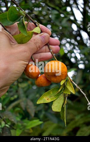 Hand holding a mini tangerine on tree Stock Photo - Alamy
