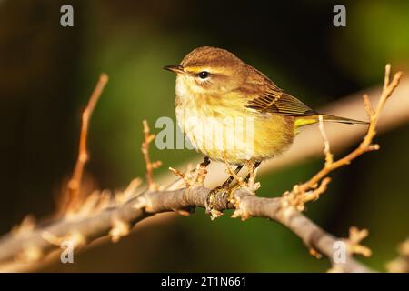 Palm warbler during fall migration Stock Photo - Alamy