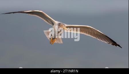 Adult Atlantic Yellow-legged Gull (Larus michahellis atlantis) on the ...