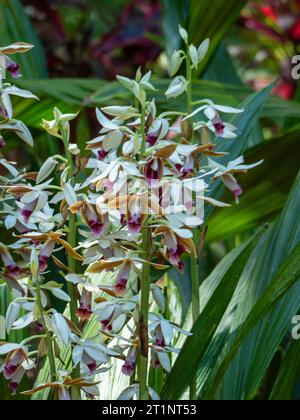 Native Australian swamp orchid (Phaius tankervilleae), Cairns ...