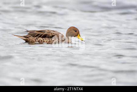 Male Yellow-billed Pintail (Anas georgica) swimming in an andean lake ...
