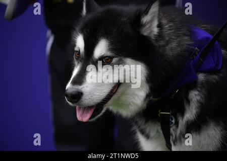 Seattle, WA, USA. 14th Oct, 2023. Washington Huskies tight end Jack ...