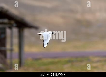 Adult Andean gull (Chroicocephalus serranus) in breeding plumage ...