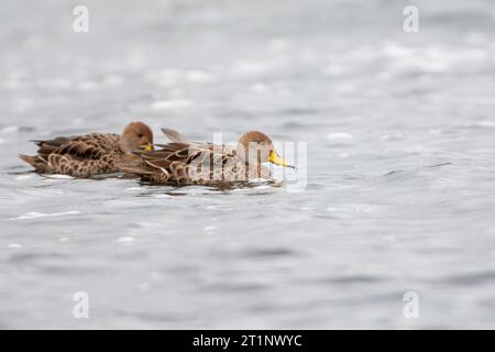 Pair of Yellow-billed Pintails (Anas georgica) swimming in an andean ...