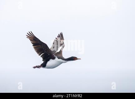 Adult Bounty Shag (Leucocarbo ranfurlyi), also known as the Bounty ...