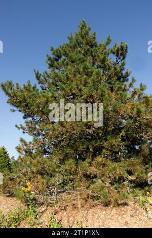 Lodgepole Pine Tree Pinus contorta Stock Photo - Alamy
