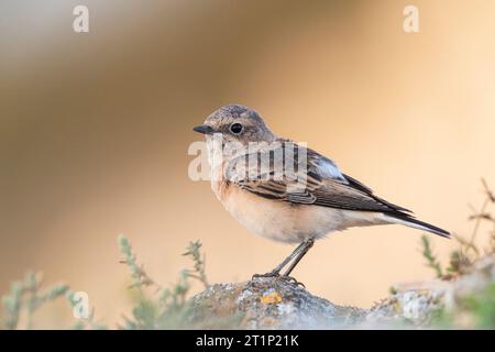 Pied Wheatear (Oenanthe pleschanka) during autumn migration at Cape ...