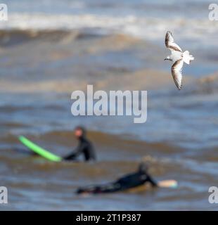 Ross's Gull (Rhodostethia rosea) on the tundra in Northern Alaska Stock ...