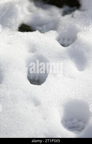 European badger snow tracks, wild Finland Stock Photo - Alamy