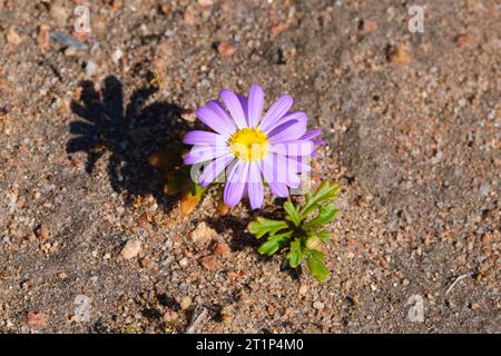 Western Australian native purple wildflower, the Rose Coneflower ...