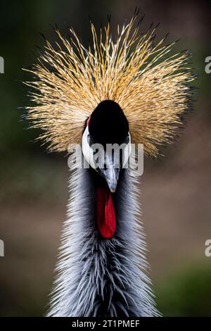 crowned crane head with golden crown at zoo in Taipei Taiwan Stock ...