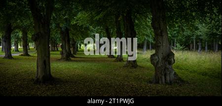 Big beautiful Lime trees in a park Stock Photo - Alamy
