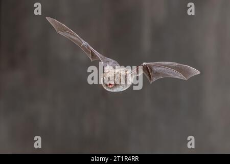 Daubentons bat (Myotis daubentonii) flying on attic of house Stock ...
