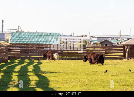Shot of the yak bison Stock Photo - Alamy