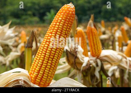 Corn is a tall annual cereal grass (Zea mays) that is widely grown for ...