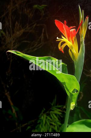 The flower of Canna indica (Cannaceae). It is native to much of South ...