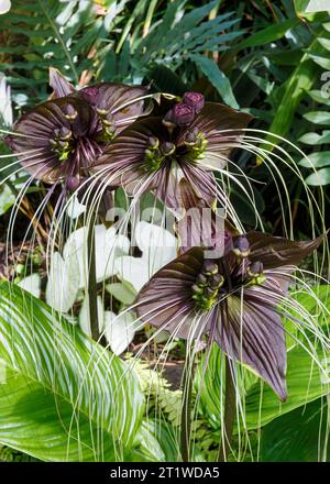 Black bat flower or Tacca Chantrieri plant in bloom, green leaves ...