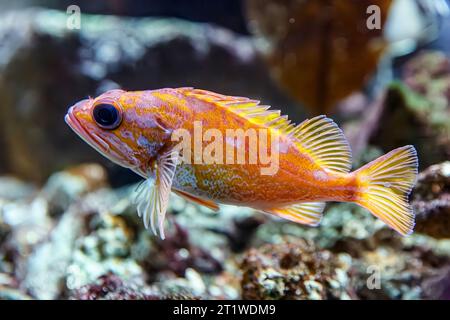 Rosy Rockfish (Sebastes rosaceus), California, USA Stock Photo - Alamy