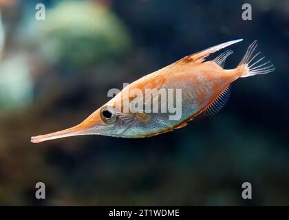 Longspine snipefish or Common Bellowsfish, Macroramphosus scolopax ...