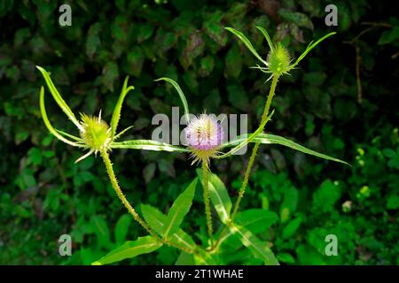 wild teasel, Fuller's teasel, common teasel, common teazle (Dipsacus ...