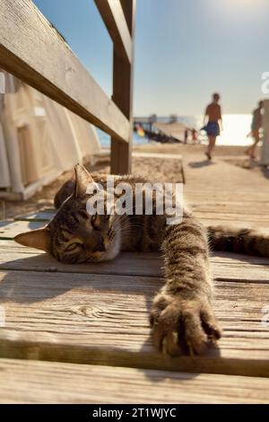 (Selective focus) Beautiful and relaxing beach flanked by green palm ...