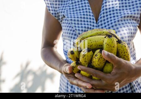 Holding Spotted Ripe Lakatan Bananas Stock Photo - Alamy
