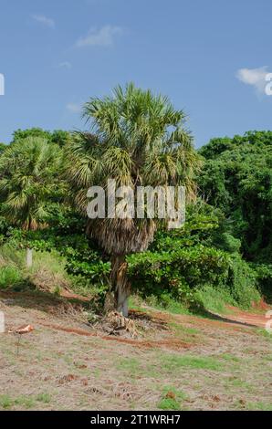 Silver Thatch Tree Stock Photo - Alamy