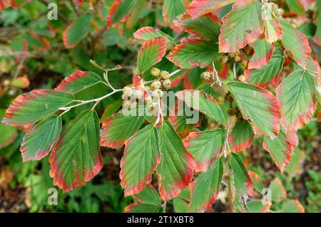Hamamelis beginning autumn color of the leaves of a witch hazel and its ...