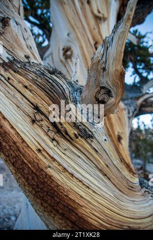 The spine of the White Mountains near Bishop, Inyo County, CA, feature ...