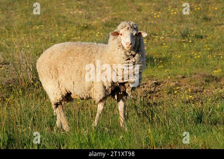 Free-range merino sheep on a rural South African farm Stock Photo - Alamy