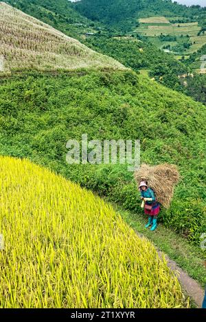 Buckwheat flowers at the rice terraces of Mu Cang Chai, Yen Bai ...